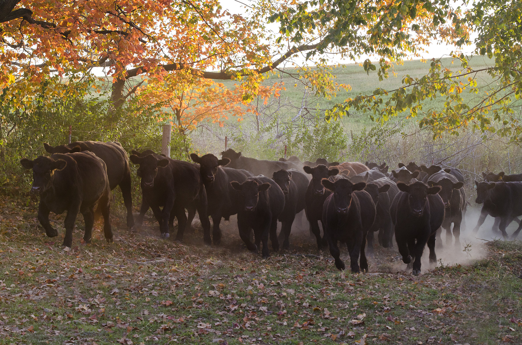 About Us : Strauss Brands