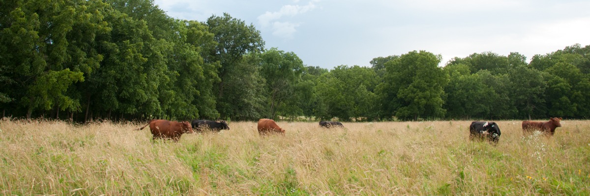 Press : Strauss Brands