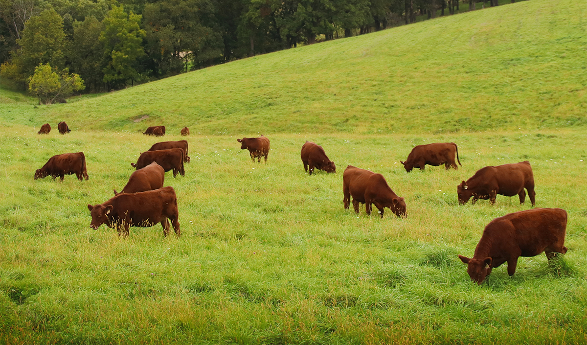 FAQ : Strauss Brands